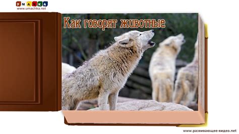 Как говорят животные звуки животных развивающее видео для детей 2 Youtube
