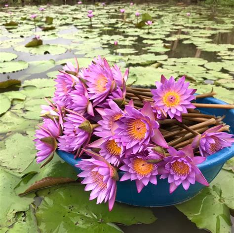 Nilmanel නිල් මානෙල්