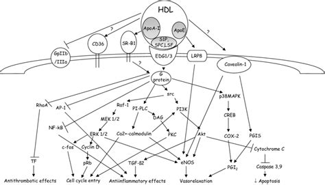 Intracellular Signaling Pathways Activated By High Density Lipoprotein