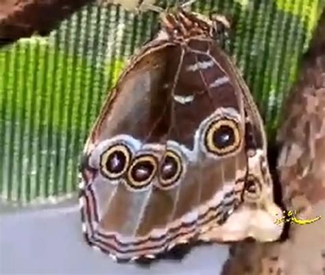 لحظه جذاب و تماشایی خارج شدن پروانه از پیله‌اش فیلم