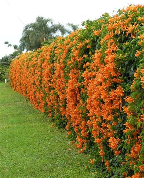 Flame Vine