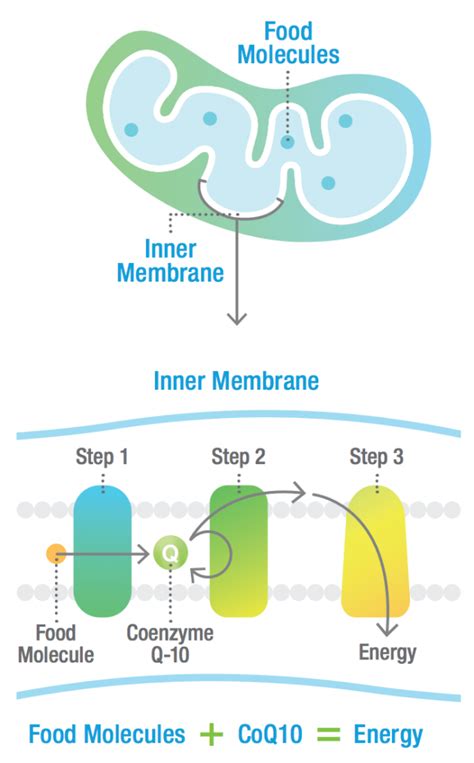 Gnld Neolife Coq10 Complex Non Gmo Natural Food Sourced