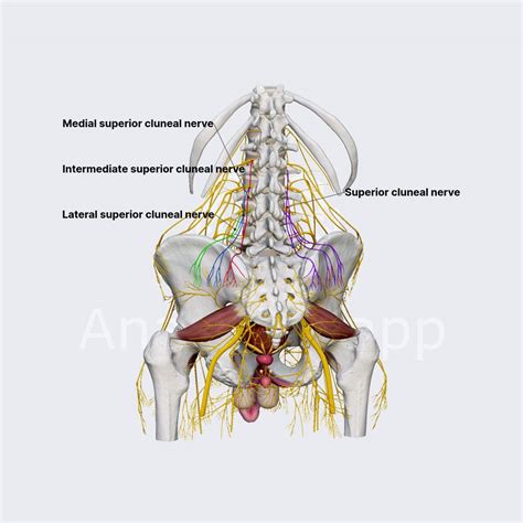 Superior Cluneal Nerves Superior Gluteal Cutaneous Nerves Anatomyapp