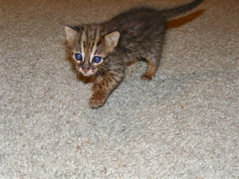 Asian Leopard Cat Cub For Sale Online Buy Asian Leopard Cat Cub