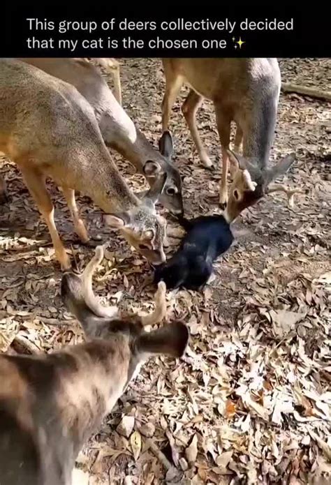 Relax This Is A Deer Uxe Grooming Package Album On Imgur Relax This Is A Deer Uxe Grooming Package Album On Imgur