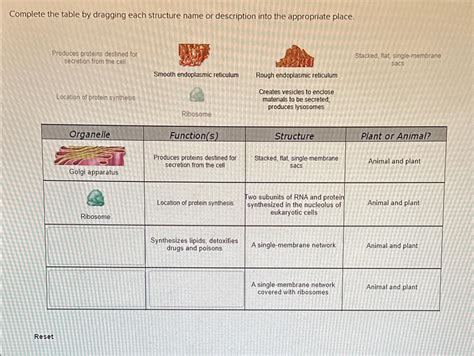 Solved Complete The Table By Dragging Each Structure Name Or