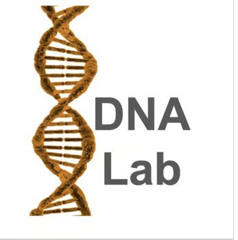 E Biology Lab Of Cellular Respiration DNA By Sherry Jackson