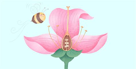 Examples Of Angiosperm