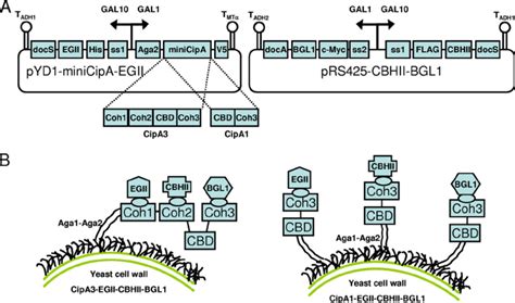 Design Of A Yeast Surface Display System For Assembly Of Download Scientific Diagram