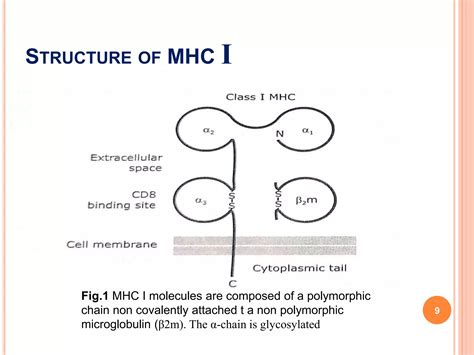 Major Histocompatibility Complex Pptx Chemistry Science