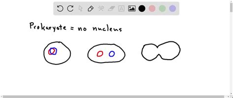 Solved Binary Fission In Prokaryotes Does Not Require The A Replication Of Dna B Elongation