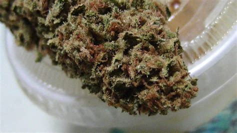 Wax Thc Quotes QuotesGram