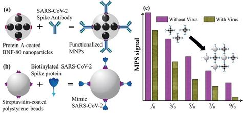A Schematic Of Functionalized Mnps B Schematic Of Mimic