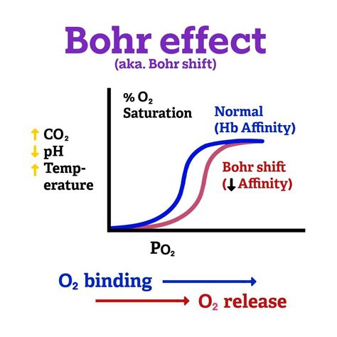 The Science Behind Deep Breathing How It Supports Your Body And Mind