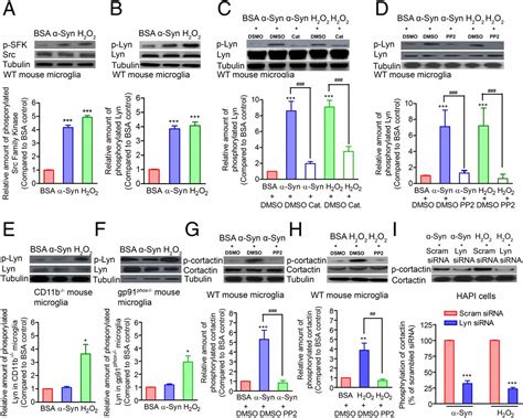 α Synuclein A Chemoattractant Directs Microglial Migration Via H2o2 Dependent Lyn