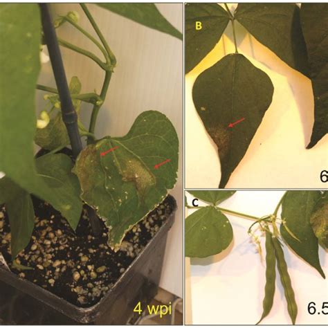 Primers Used For Cloning The Whole Bean Common Mosaic Virus Genome
