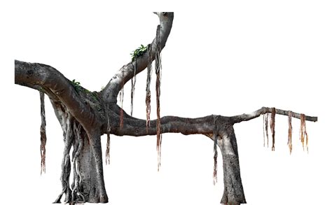 tree banyan free image on pixabay