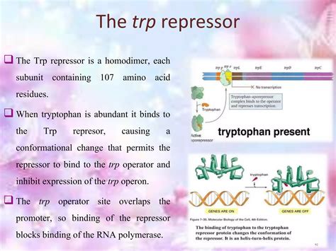 tryptophan operon pptx programming languages computing