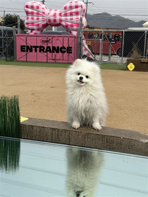 천연 코르크로 만든 강아지 운동장 있는 힙한 애견카페 남양주 미앤마이독스 내돈내산 리뷰