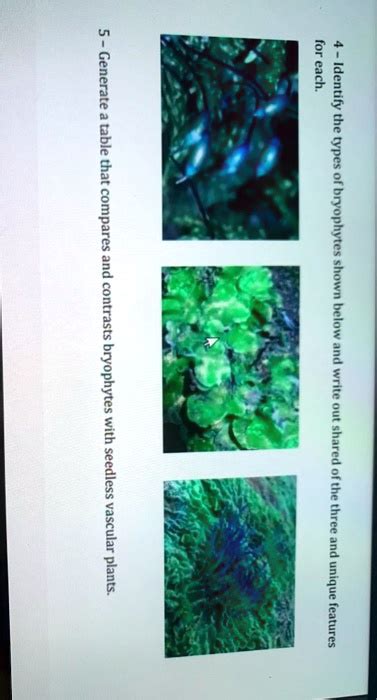 solved for each identify the types of bryophytes shown below aud l 1