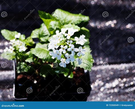 Pachyphragma Macrophyllum Stock Image Image Of Nursery 72350549