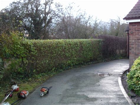 Town Country Tree Surgery Expert Tree Surgeons In Cambridge