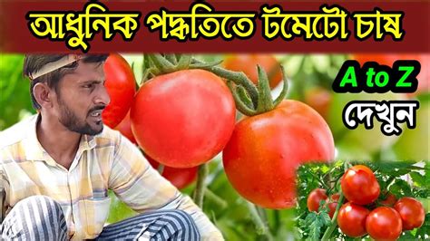 আধুনিক পদ্ধতিতে টমেটো চাষ । টমেটো চাষ পদ্ধতি । টমেটো গাছের পরিচর্যা । কৃষি তথ্য । Agriculture