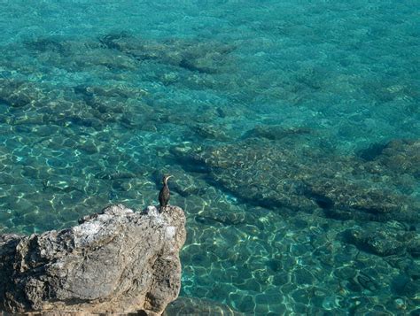 Безплатна снимка : море, океан, гмуркане, под вода, коралов риф, вода ...