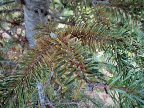 Spruce Spider Mites A Key Cool Season Mite Pest — Plant And Pest Advisory