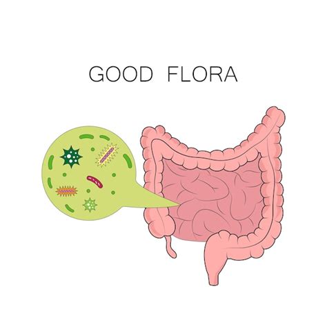 Healthy Intestinal Microflora Premium Vector