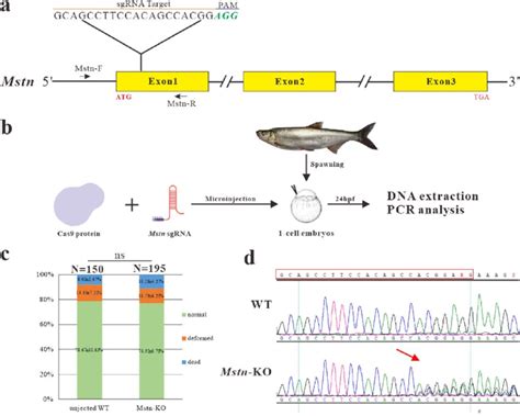 Schematic Diagram For Designing Sgrna Target Sites And Disruption Mstn Download Scientific