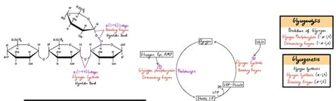 Complete Mcat And Biochem Metabolic Pathway Review Notes Etsy
