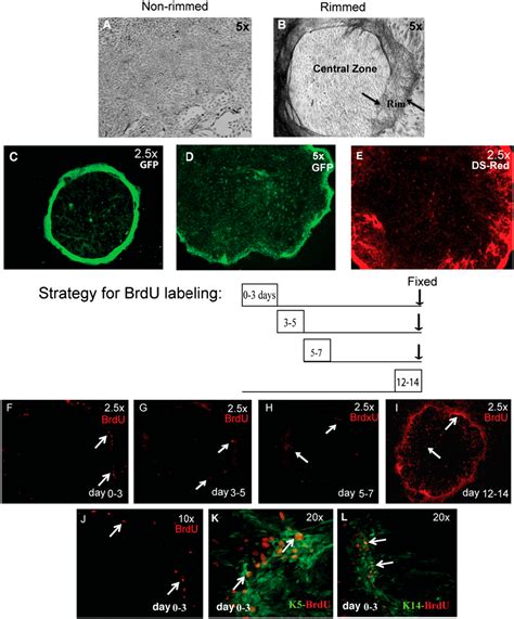 Figure From A Single Cell Functions As A Tissue Specific Stem Cell And The In Vitro Niche