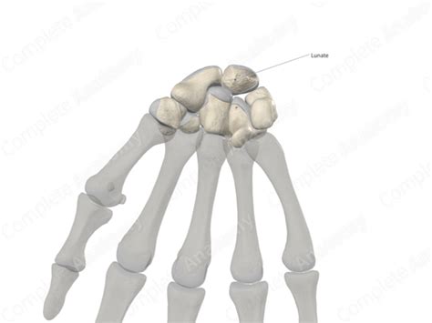 Lunate Bone An Overview Sciencedirect Topics