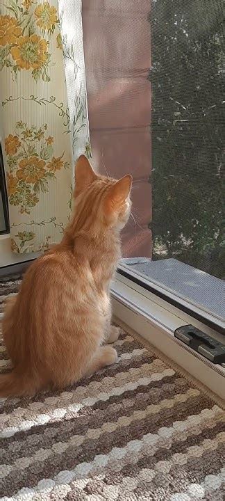 сatcatslivewindowkittyspringbirdskittenfunnycats Youtube