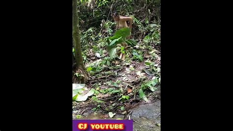 Tante Semok Kebelet Pipis Di Hutan Youtube