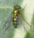 Welcome To BugGuide Net BugGuide Net
