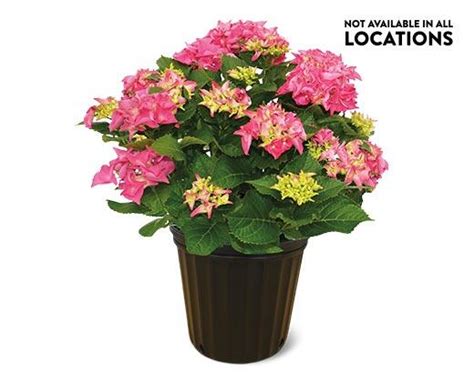 Spring Hydrangea Aldi Us Specials Archive