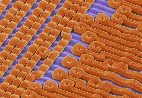 Eprom Silicon Chip Sem Stock Image T3700759 Science Photo Library