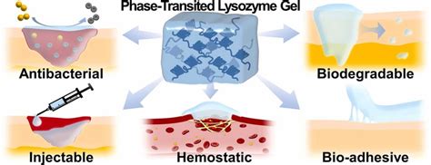 The Multifunctional Role Of Lysozyme In The Human Body And Immune