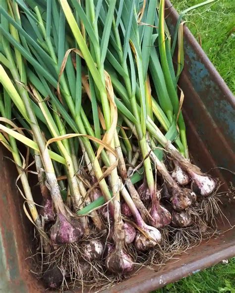 Plant Faqs Allium Sativum Garlic