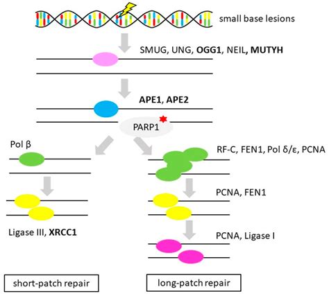 Base Excision Repair Simplified Scheme Of Base Excision Repair Of