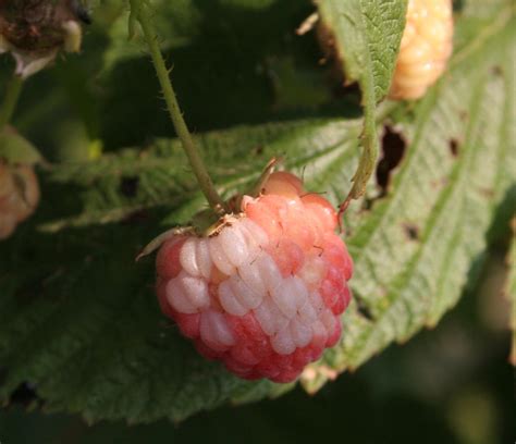 Abiotic Disorders Of Brambles Scouting Guide For Problems Of Fruit