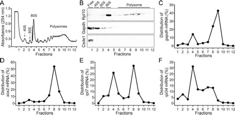 Analysis Of Translation In The Developing Mouse Brain Using Polysome