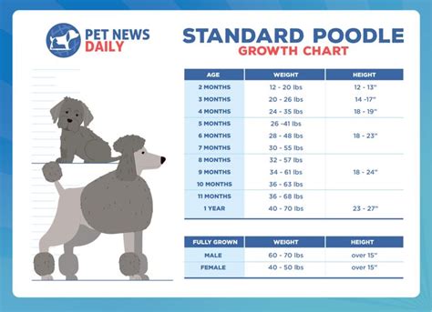Standard Poodle Growth Chart How Big Will Your Standard Poodle Get
