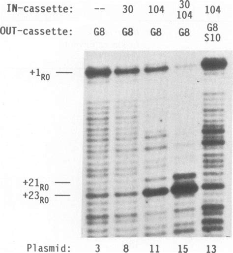 Primer Extension Analysis Of Rna Out During Control Total Cellular Rna