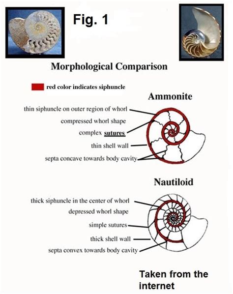 Disparities In The General Differences Between Nautiloids And Ammonoids General Fossil