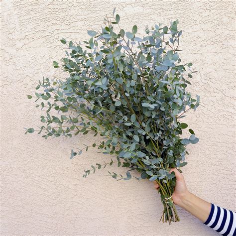 Buy Wholesale Eucalyptus Greenery And Foliage In Bulk Order Online