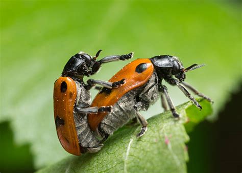 10 Clytra Quadripunctata Fotografías De Stock Fotos E Imágenes Libres