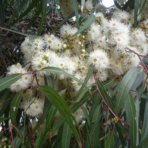 Eucalyptus Citriodora Herb And Spice Company